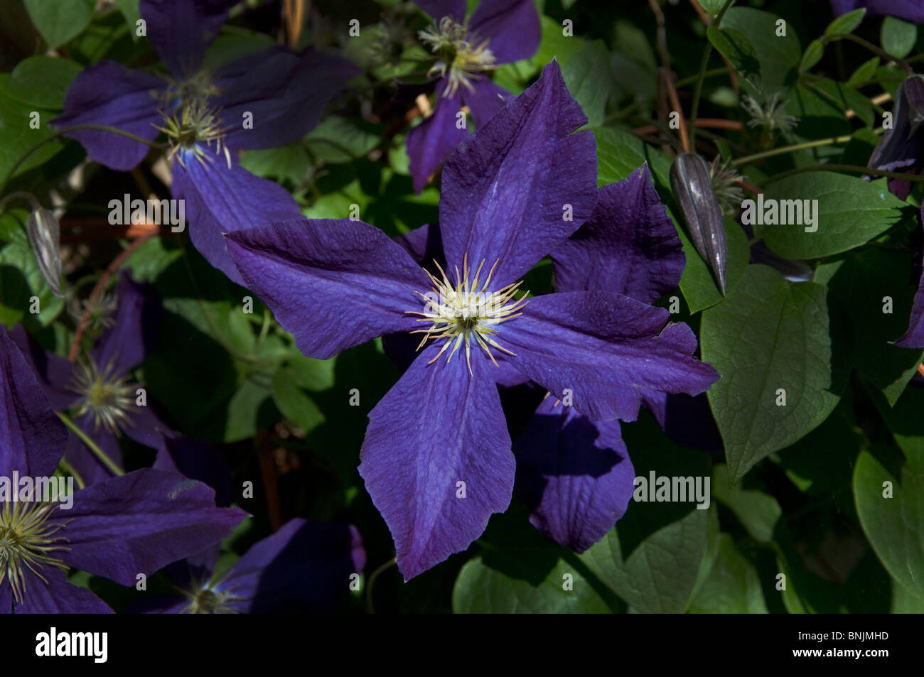 A purple Clemitis blossom Stock Photo - Alamy