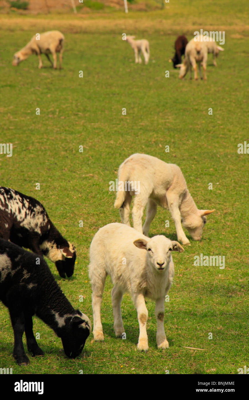 Sheep on Farm in Bridgewater, Shenandoah Valley, Virginia, USA Stock ...