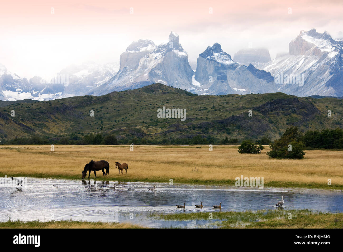 Chile South America March 2009 Chilean Patagonia Torres del Paine ...