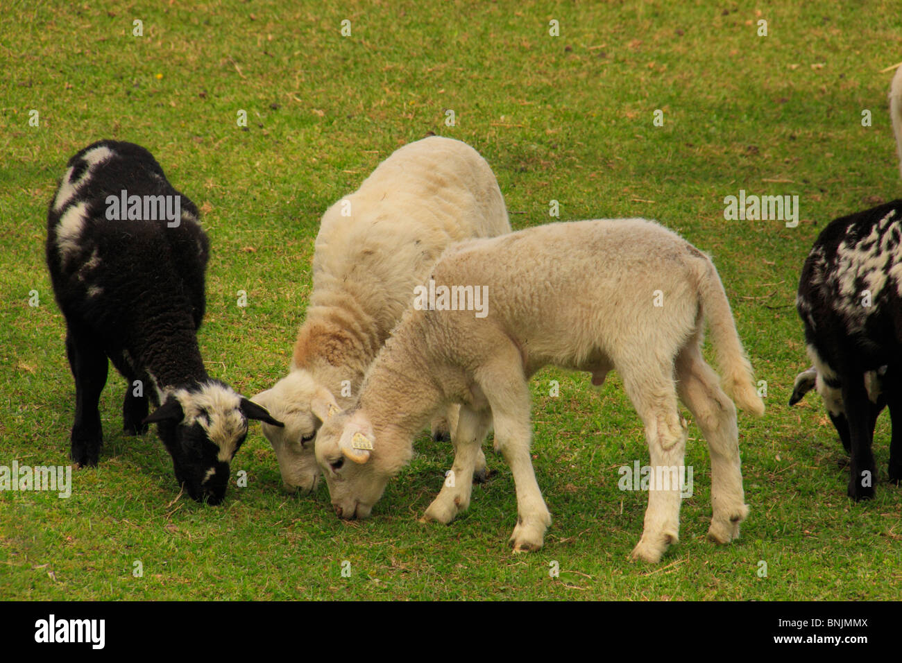 Sheep on Farm in Bridgewater, Shenandoah Valley, Virginia, USA Stock ...