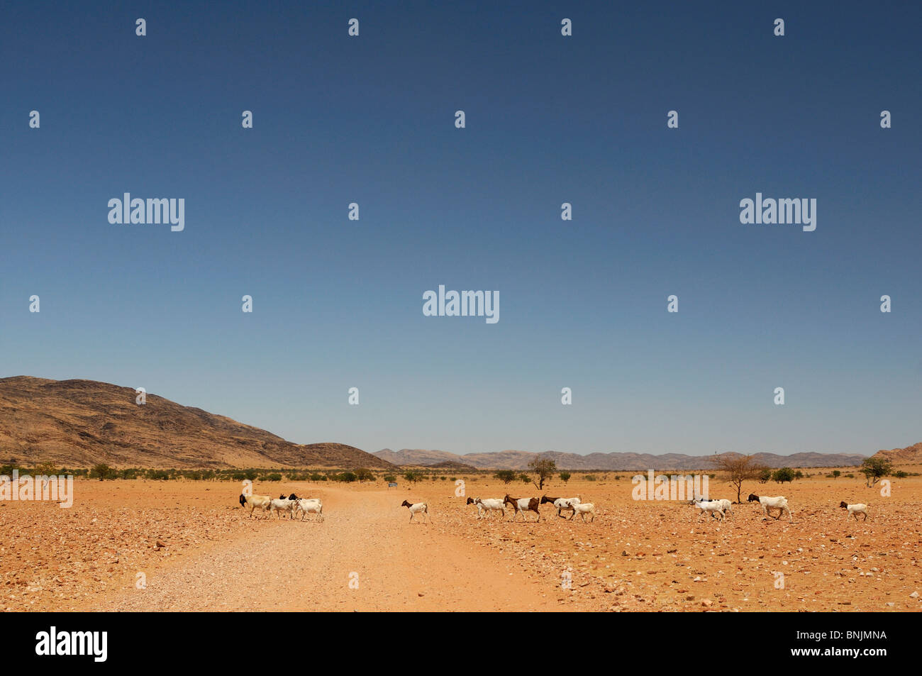 Goats Grassland Palmwag Kaokoland Kunene Region Namibia Africa Travel ...