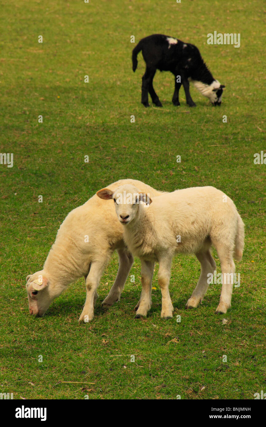 Lambs valley hi-res stock photography and images - Alamy