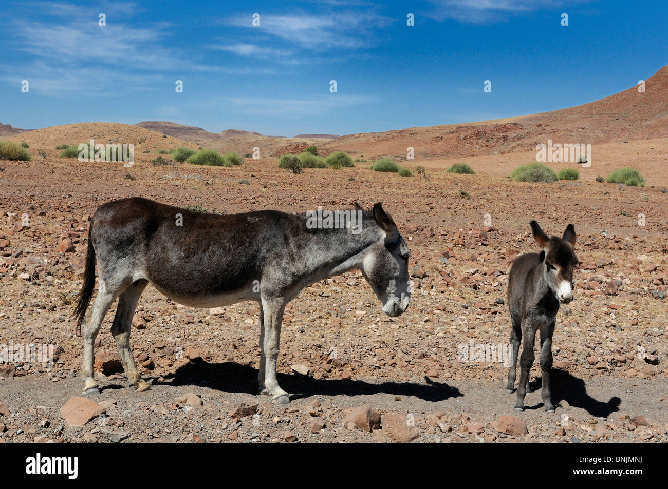 Donkeys Palmwag Kaokoland Kunene Region Namibia Africa Travel Nature ...
