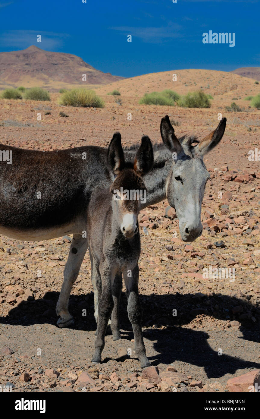 The donkeys hi-res stock photography and images - Alamy