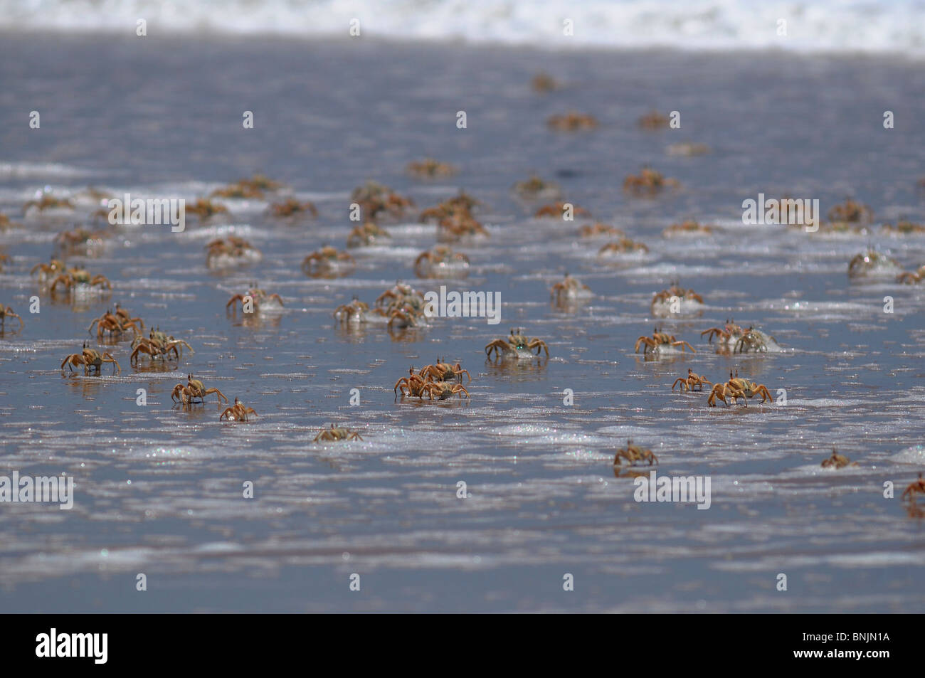 What are crabs hi-res stock photography and images - Alamy