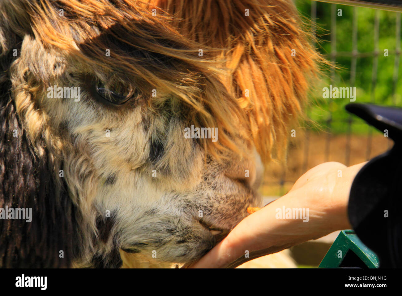 Alpacas eating hi-res stock photography and images - Alamy