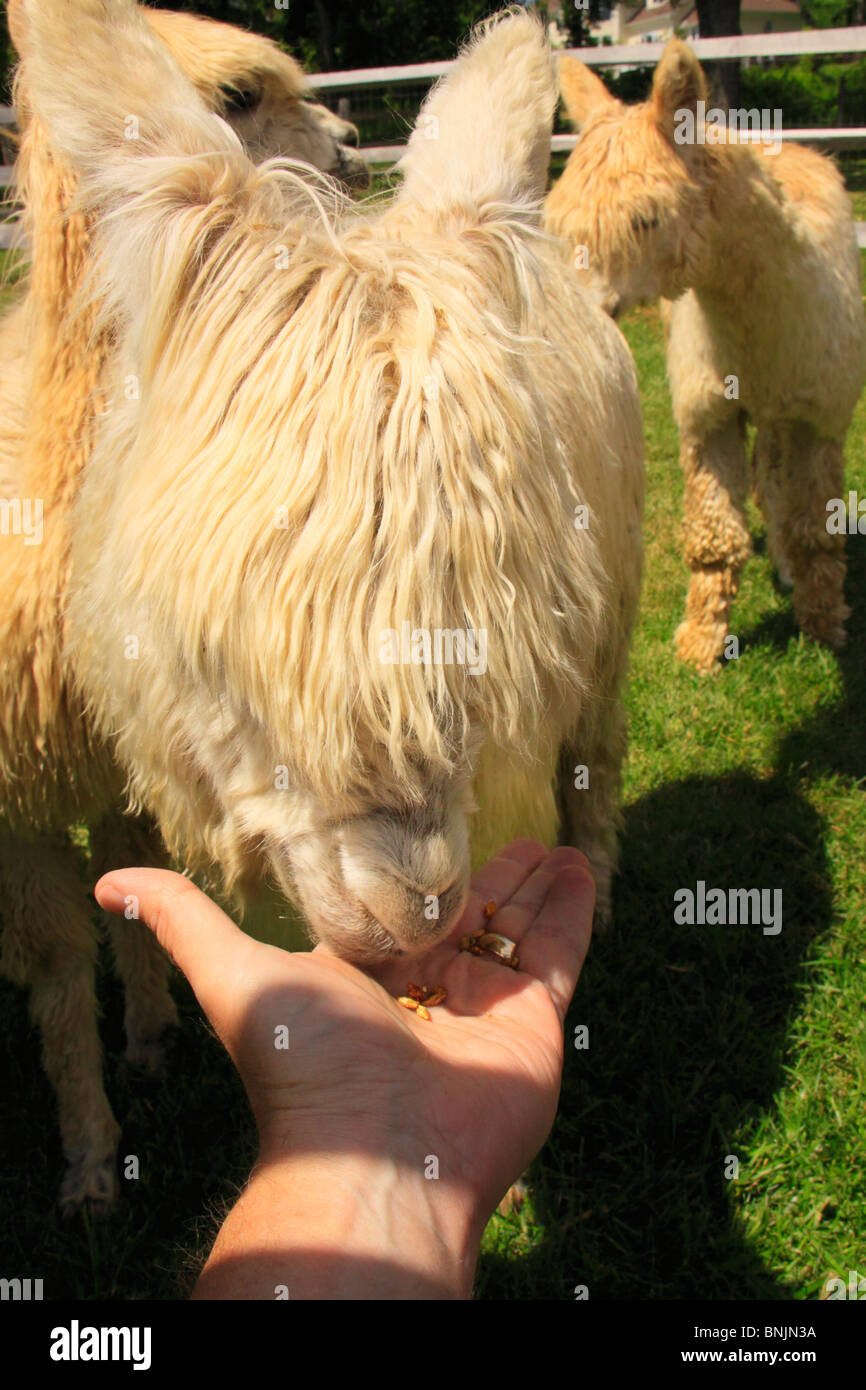 Alpacas eating hi-res stock photography and images - Alamy