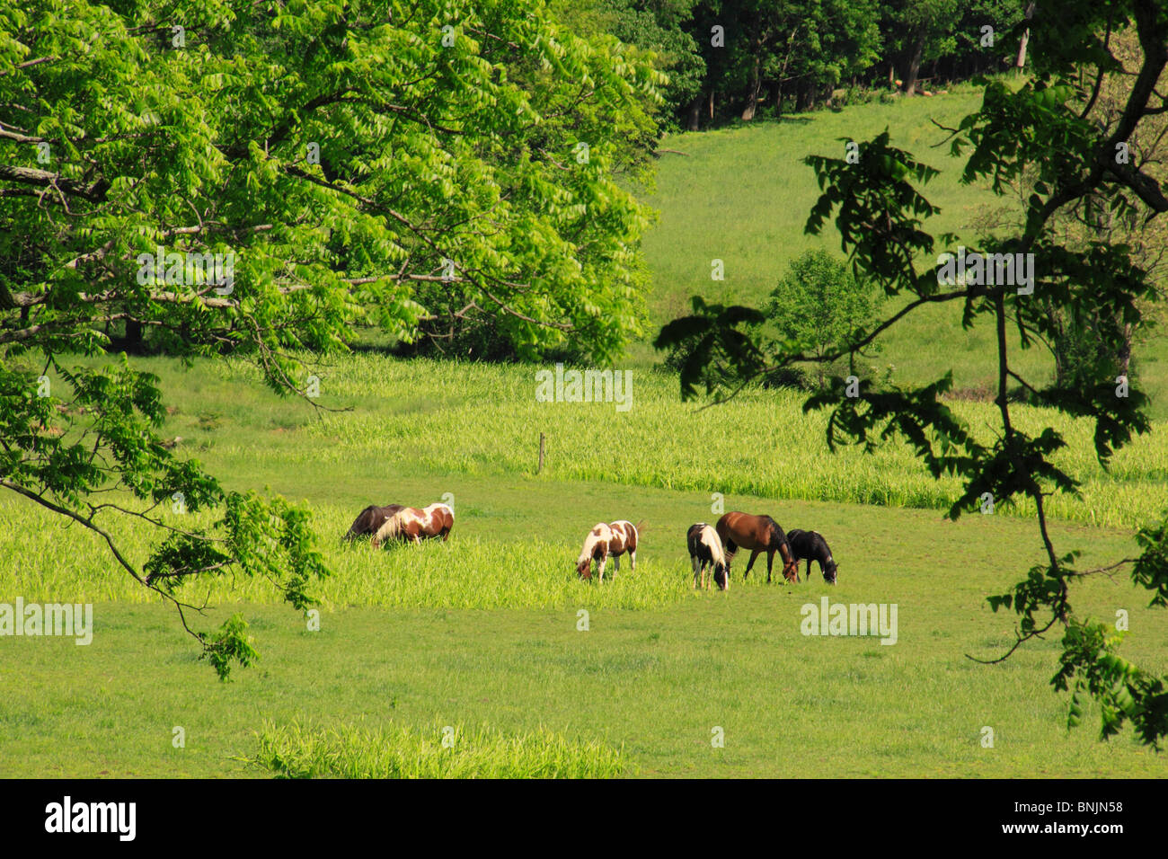Horses in pasture at Edge Grove Farm in Loudoun County near ...