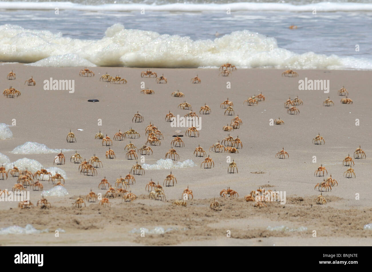 Crab skeleton hi-res stock photography and images - Alamy