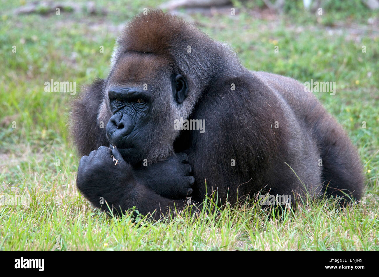 Lowland animals hi-res stock photography and images - Alamy