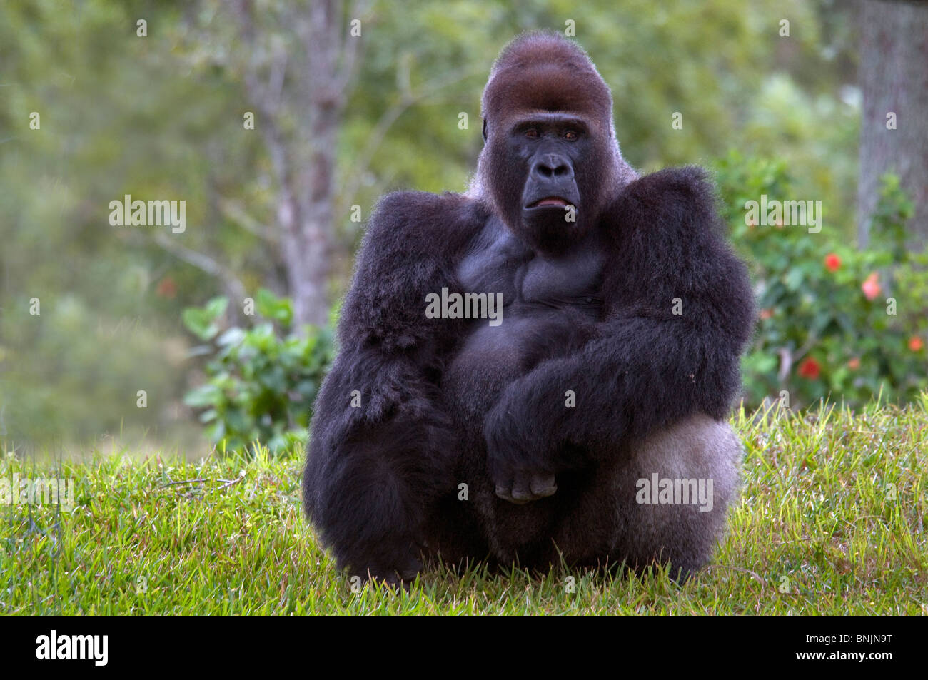 Lowland animals hi-res stock photography and images - Alamy