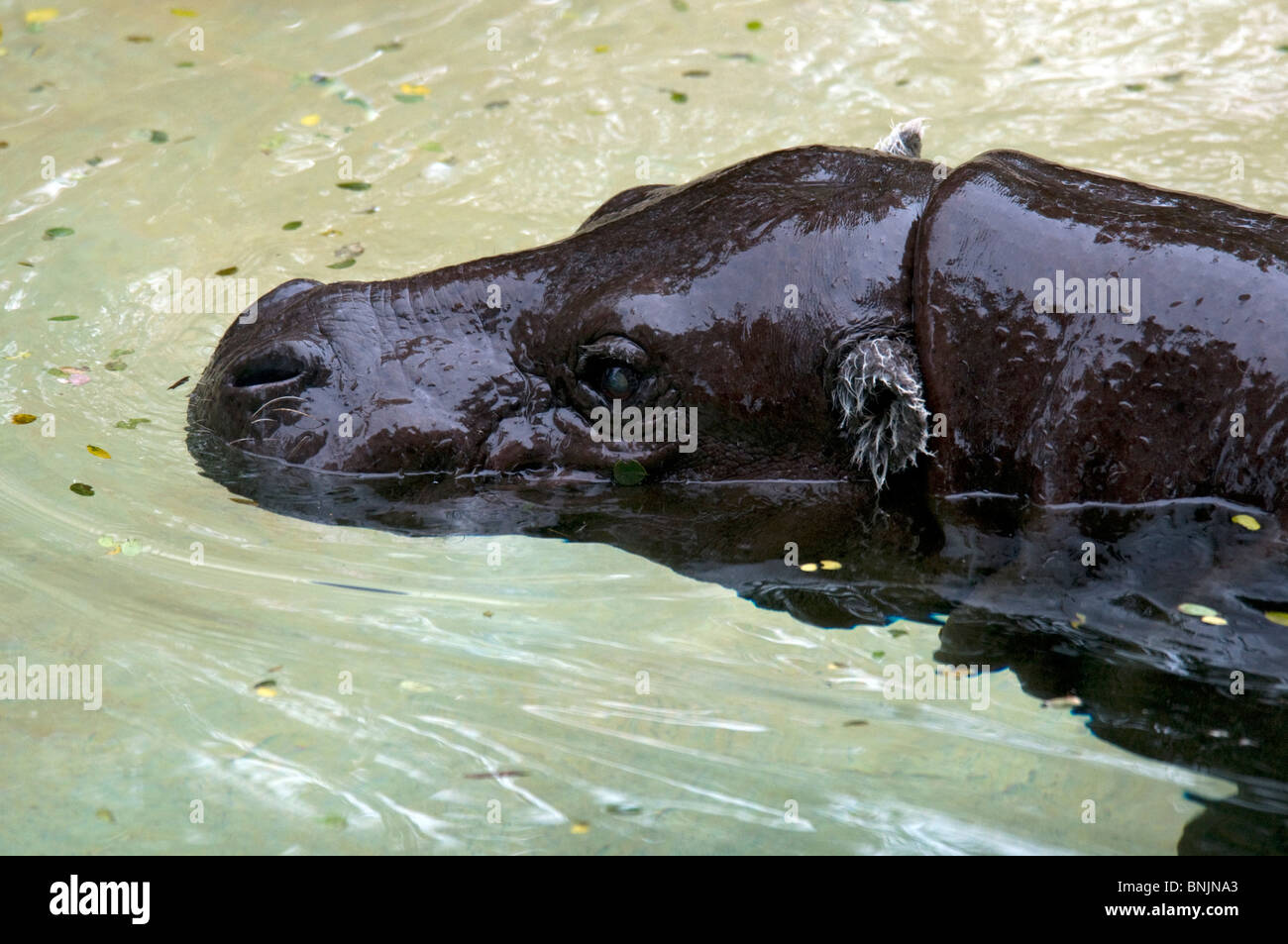 Pygmy hippopotamus Choeropsis liberiensis 2008 water hippo Stock Photo ...
