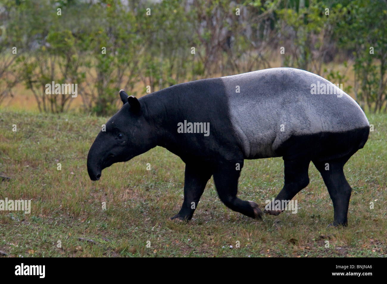 Malayan Tapir Tapirus indicus 2008 animal Stock Photo - Alamy