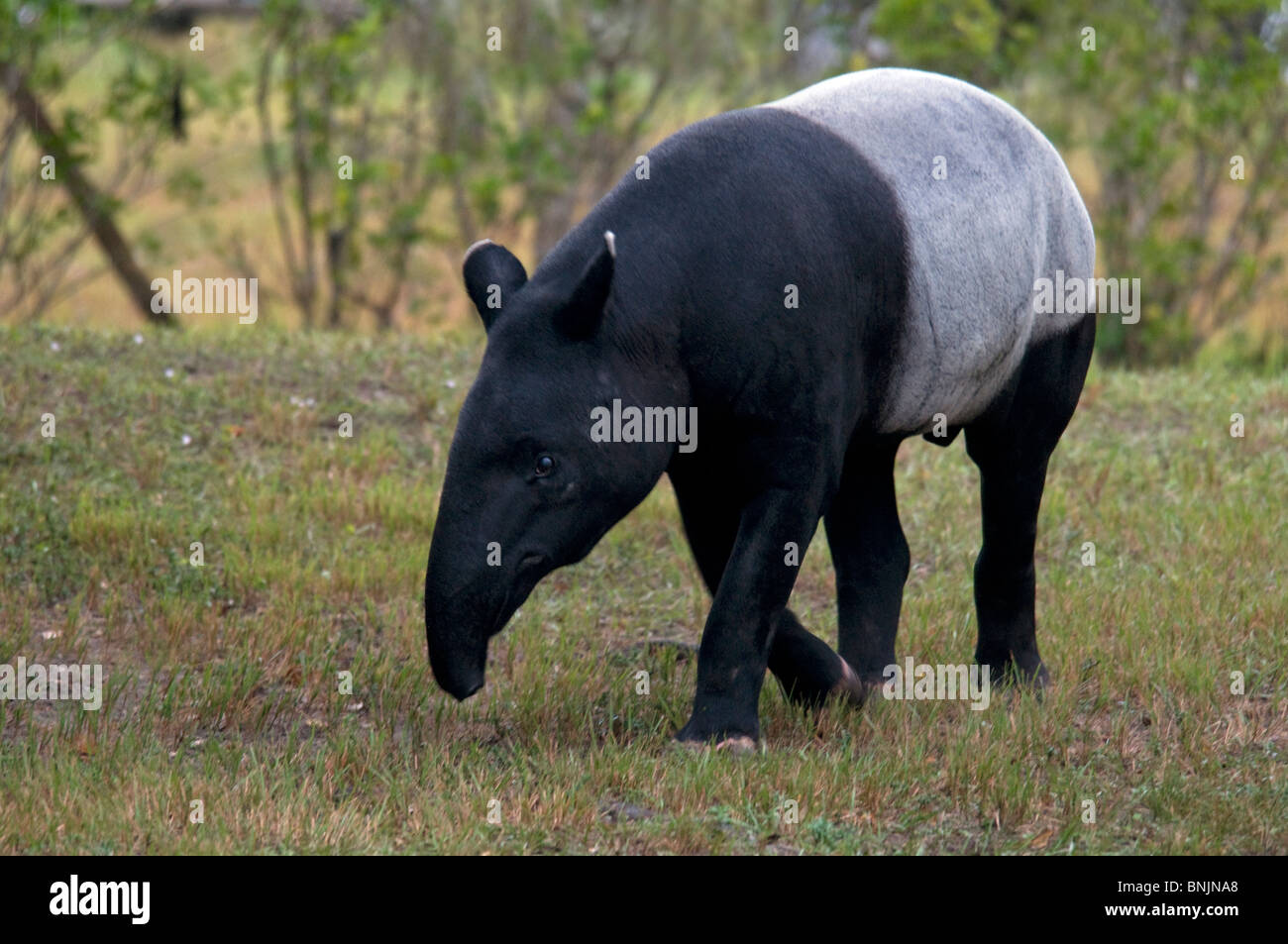 Malayan Tapir Tapirus Indicus Stock Photos & Malayan Tapir Tapirus ...