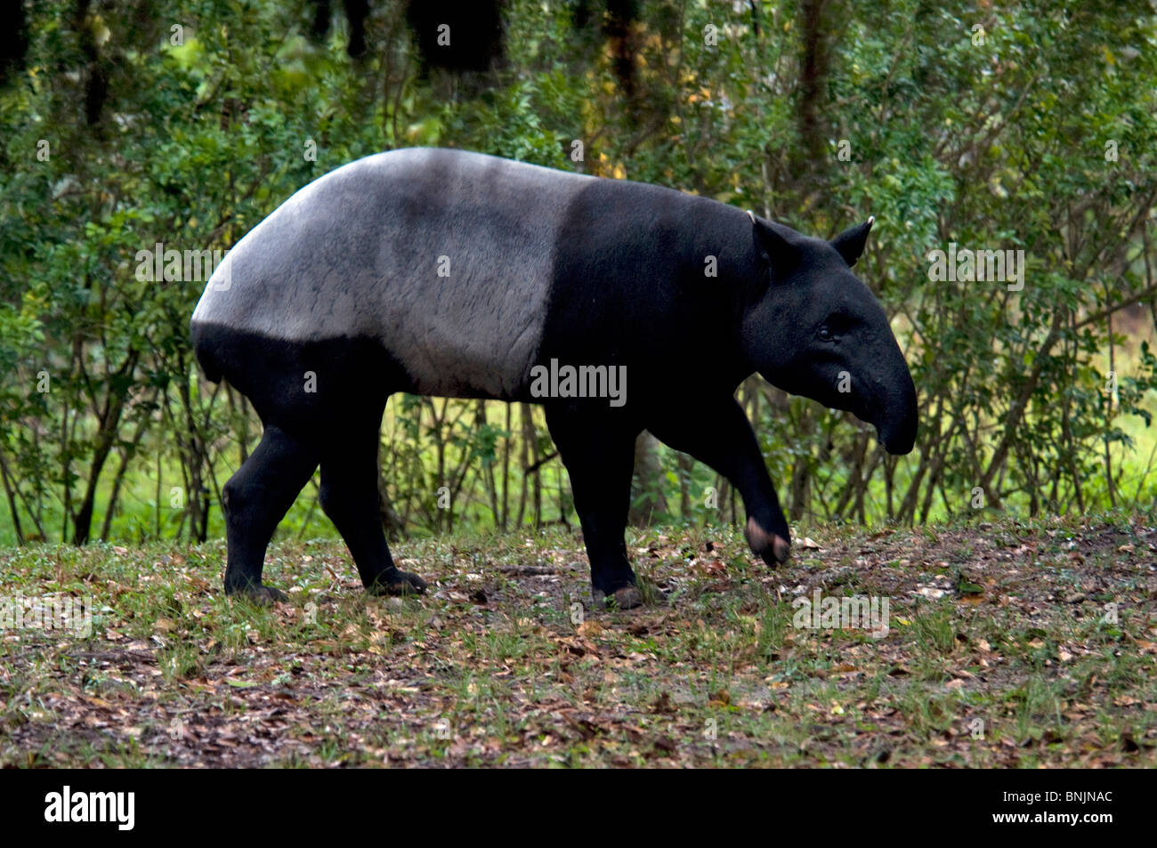 Malayan tapir tapirus indicus hi-res stock photography and images - Alamy
