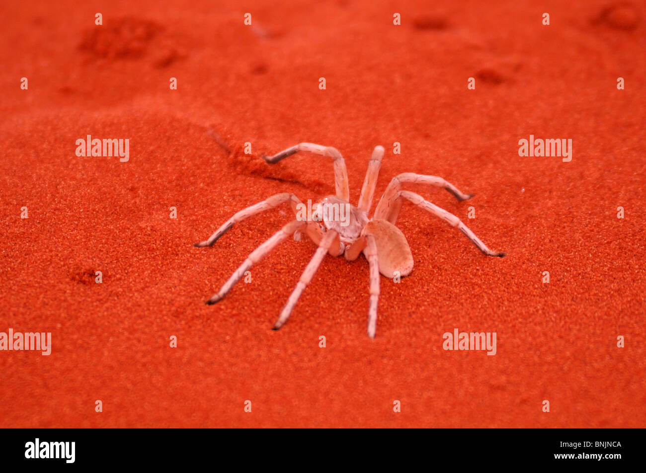 Dancing White Lady Spider Sand Dunes Dunes Lodge Wolwedans Lodge Namib ...