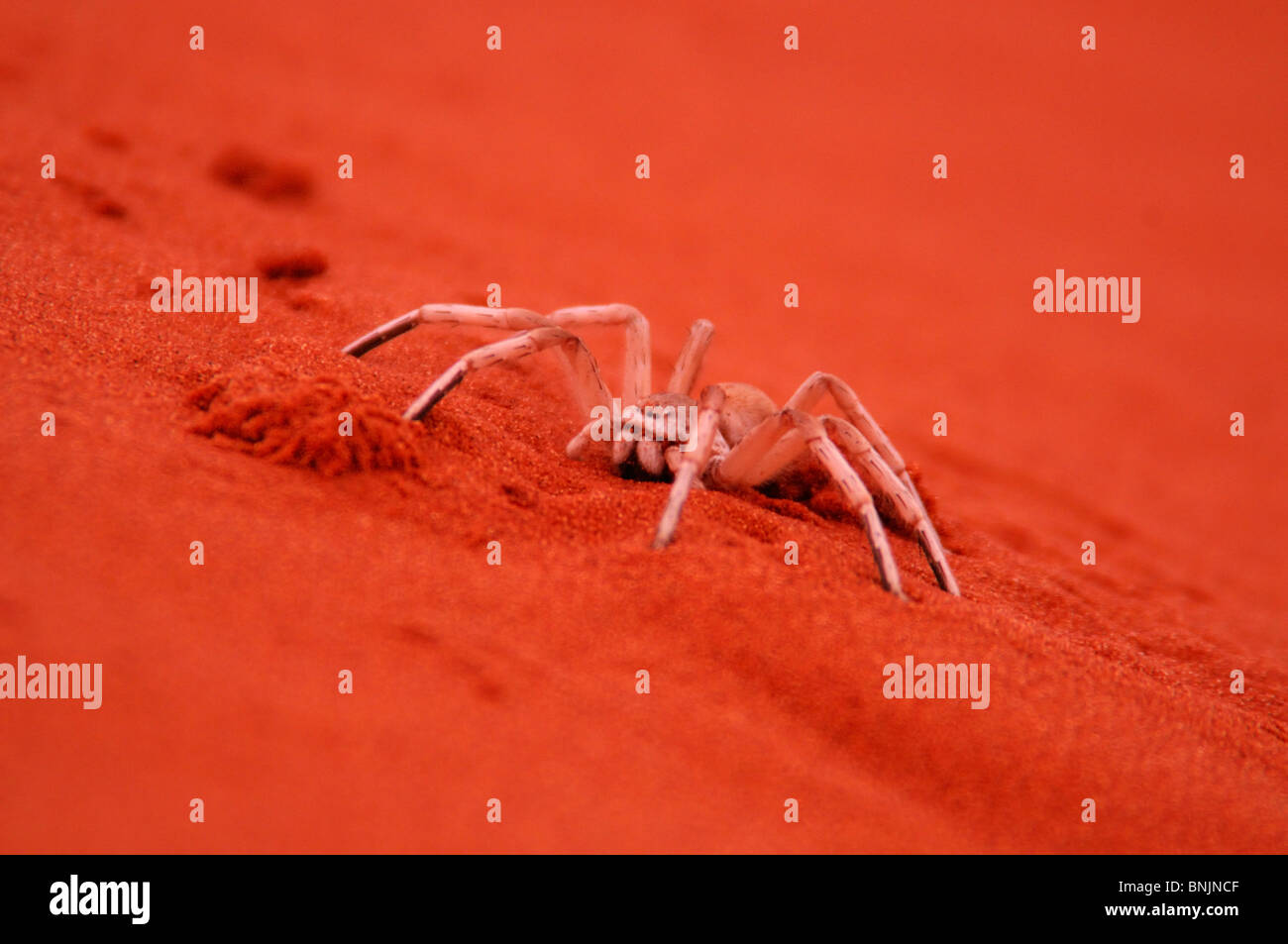 Dancing White Lady Spider Sand Dunes Dunes Lodge Wolwedans Lodge Namib ...