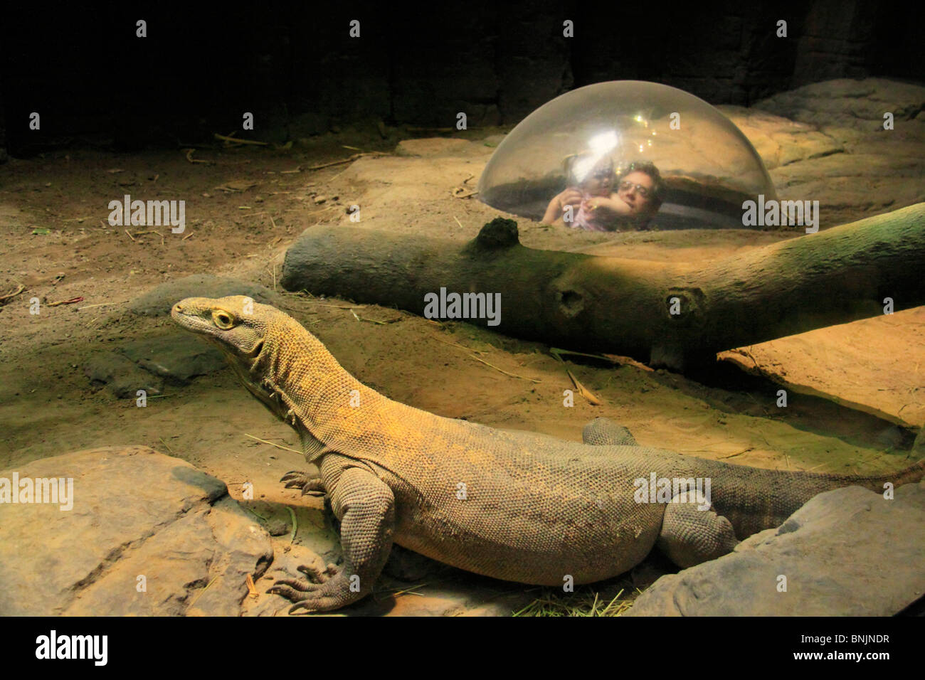 Dragon fish atlantic hi-res stock photography and images - Alamy
