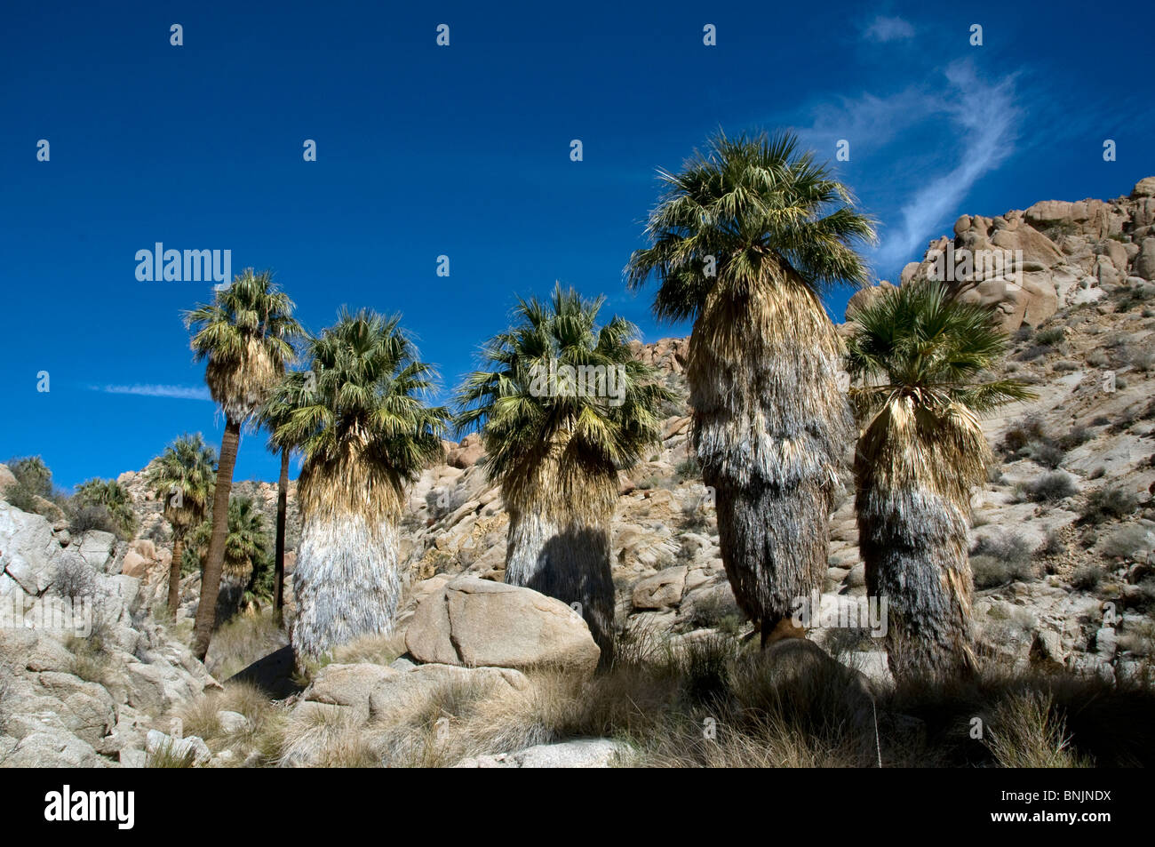Lost palm oasis Joshua tree national park USA North America California ...