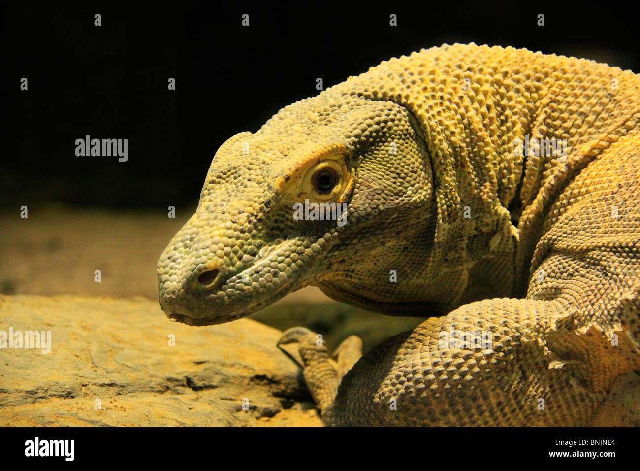 Komodo Dragon at the Virginia Aquarium and Marine Science Center ...