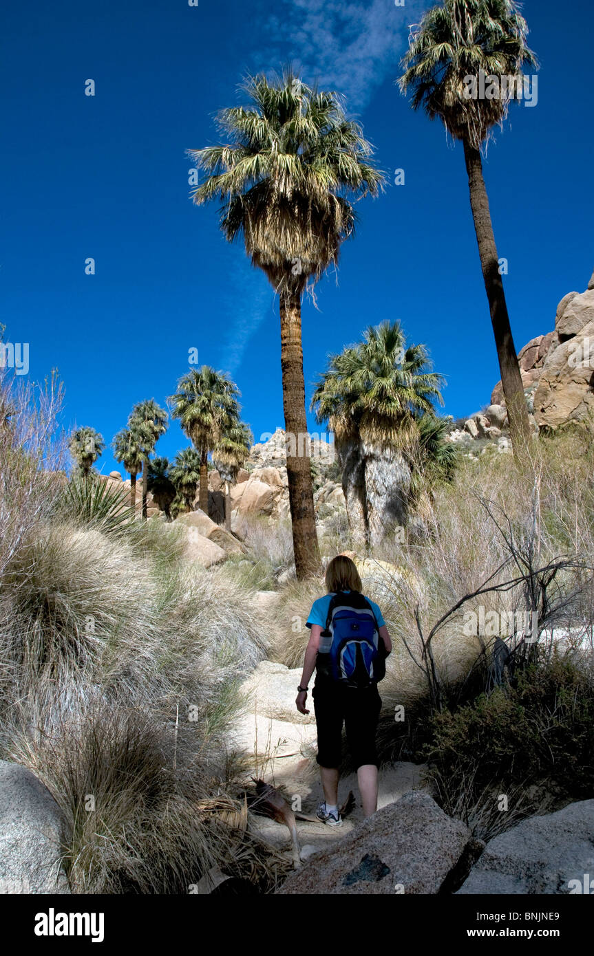 Lost palm oasis Joshua tree national park USA North America California ...