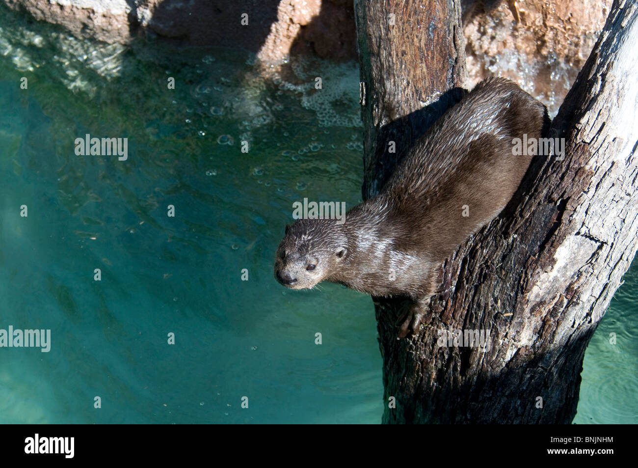 Spotted necked otter Lutra maculicollis 2009 animal water Stock Photo ...