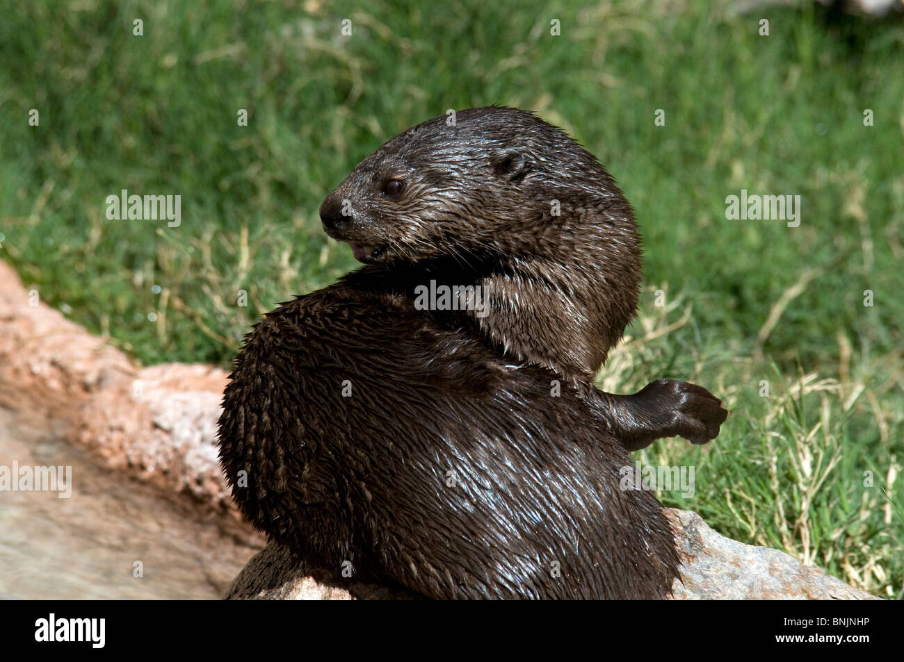 Spotted necked otter Lutra maculicollis 2009 animal Stock Photo - Alamy