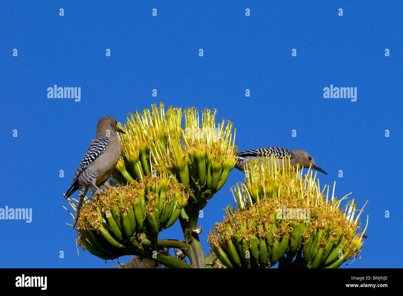Gila woodpecker Melanerpes uropygialis Sonoran desert USA North America ...