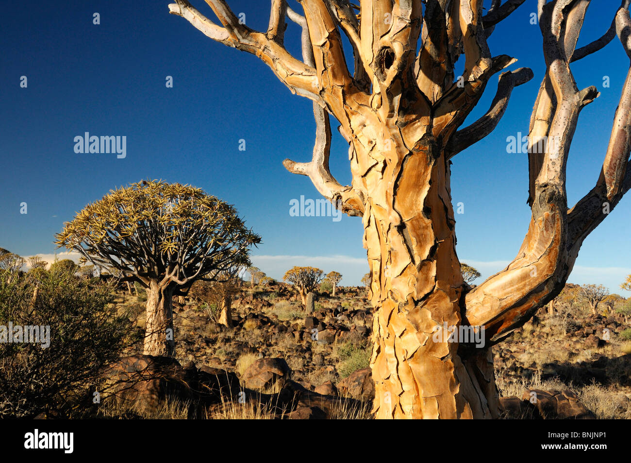 Kocherbaum tree Quiver Tree Quiver Tree Restcamp Keetmanshoop Karas ...