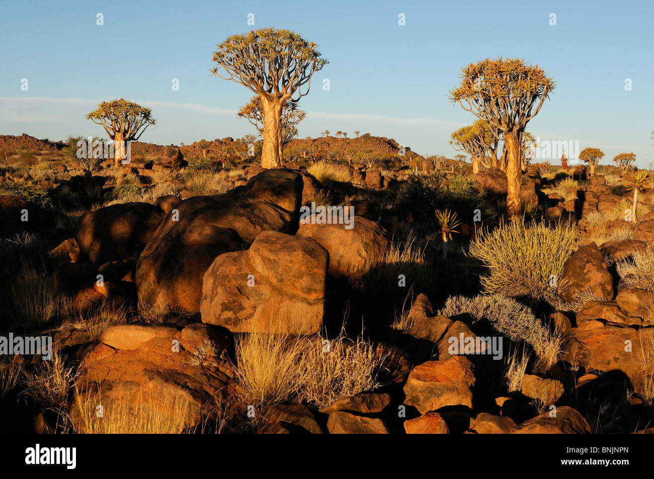 Kocherbaum tree Quiver Tree Quiver Tree Restcamp Keetmanshoop Karas ...