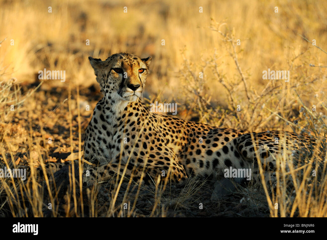 Cheetah animal Acinonyx jubatus Quiver Tree Restcamp Keetmanshoop Karas ...