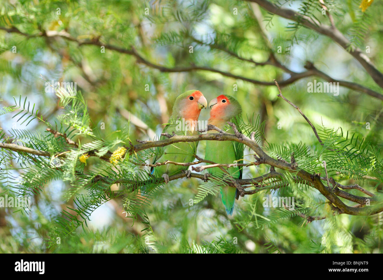Rosy-faced Lovebird Agapornis roseicollis Bird Quiver Tree Restcamp ...