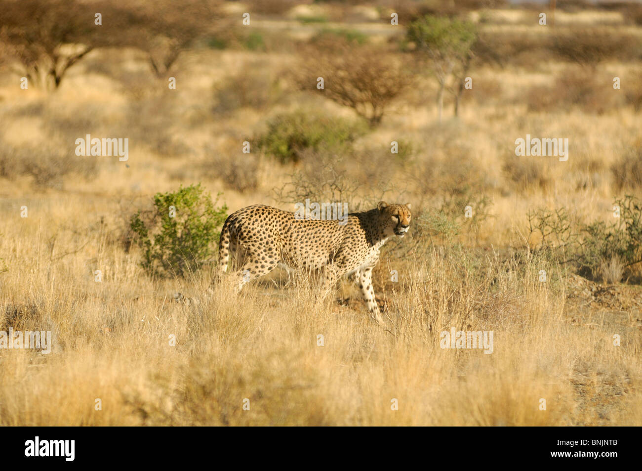 Cheetah animal Acinonyx jubatus Quiver Tree Restcamp Keetmanshoop Karas ...