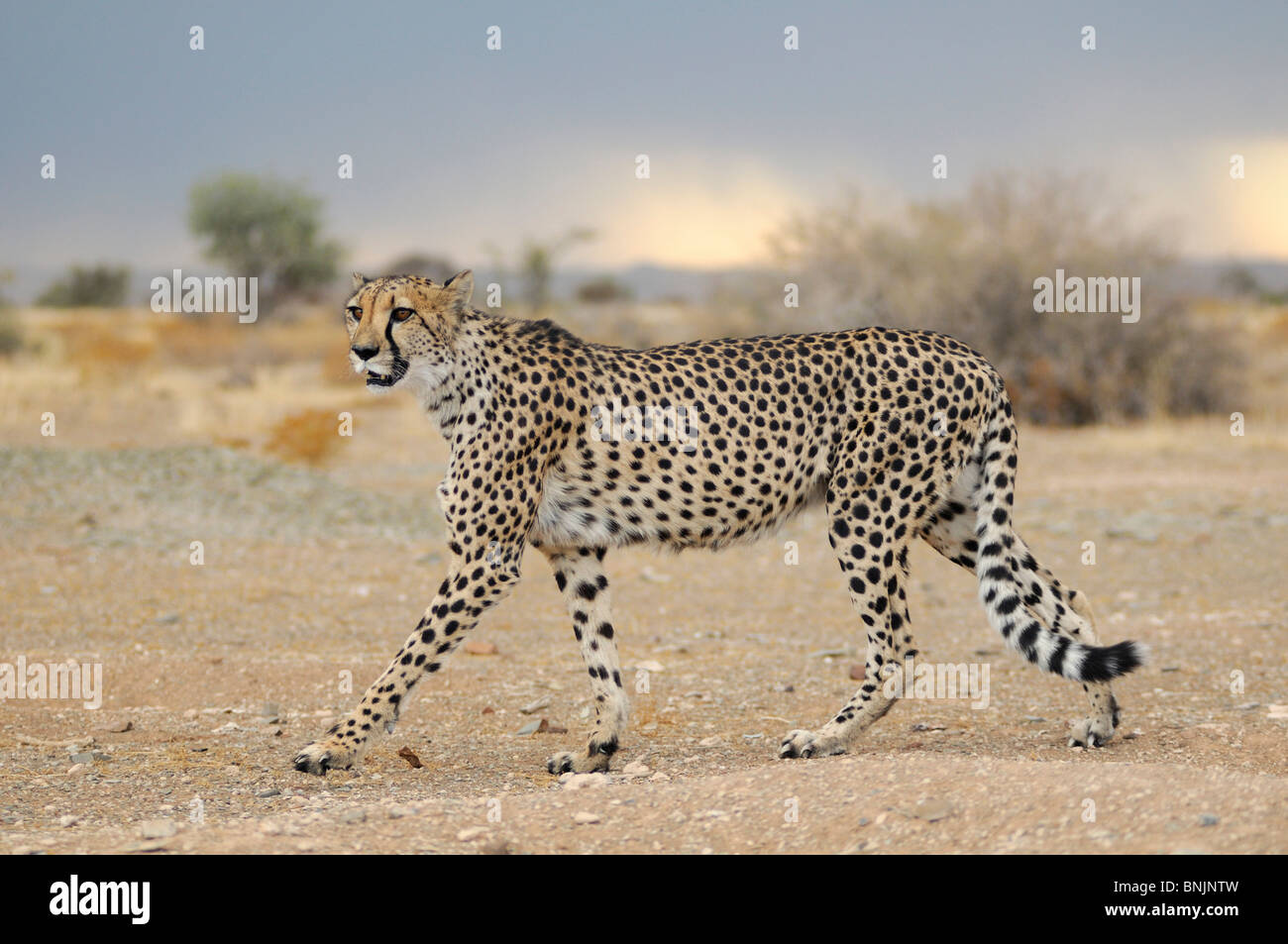 Cheetah animal Acinonyx jubatus Quiver Tree Restcamp Keetmanshoop Karas ...