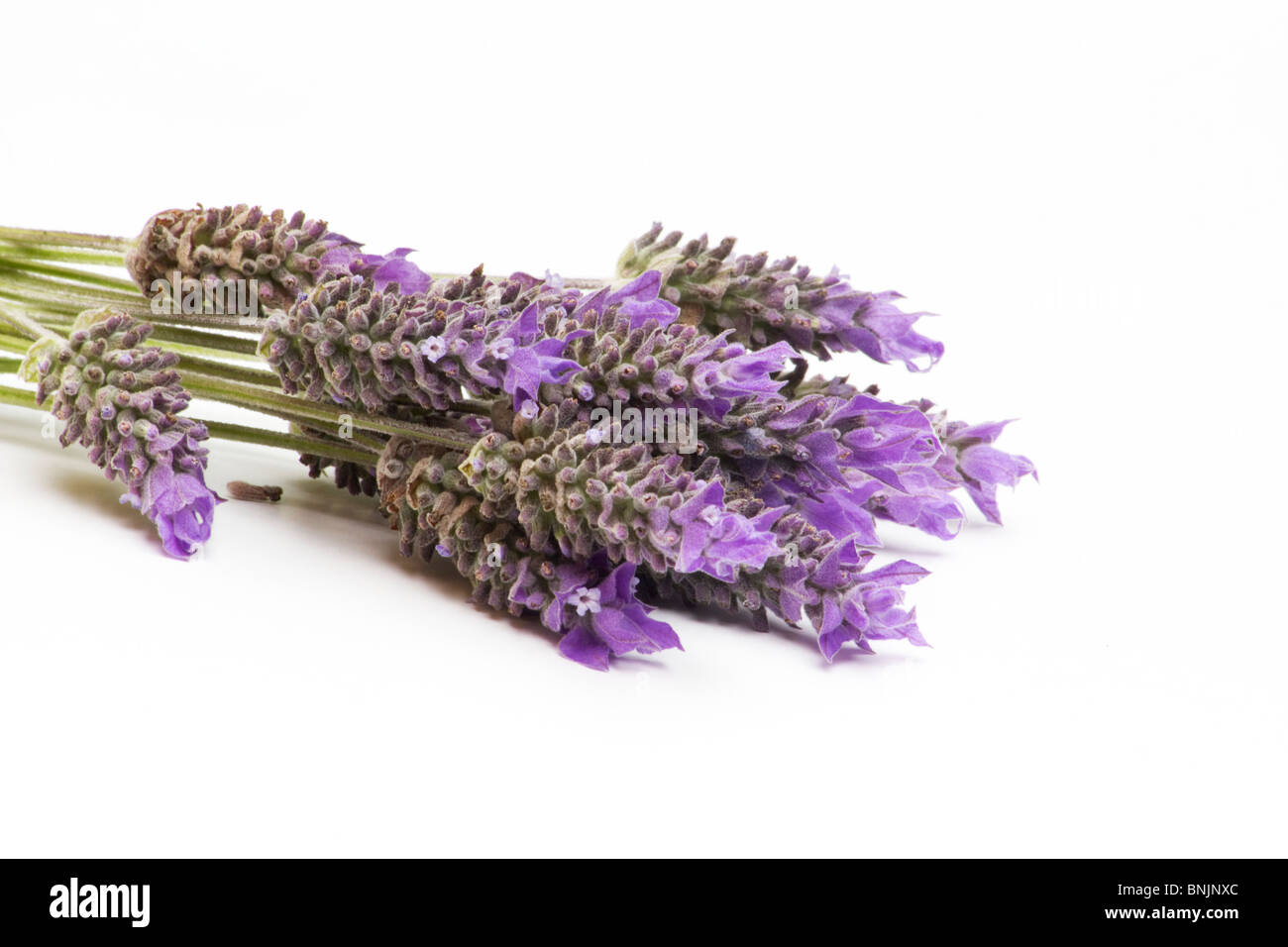 Lavender sprigs on white background Stock Photo - Alamy
