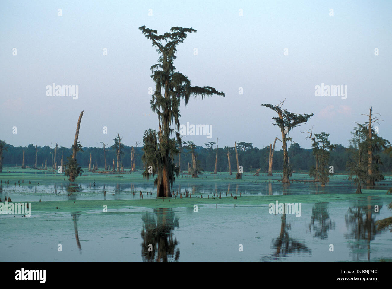 Alligator Bayou Baton Rouge Louisiana USA North America America travel ...