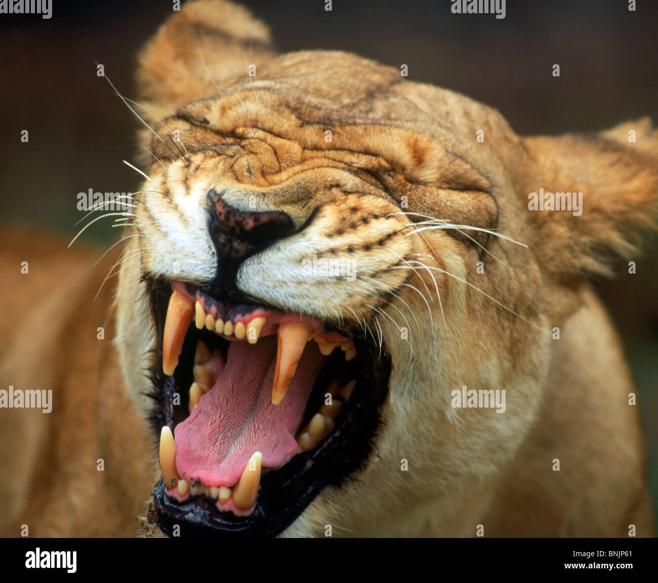 Decayed teeth hi-res stock photography and images - Alamy