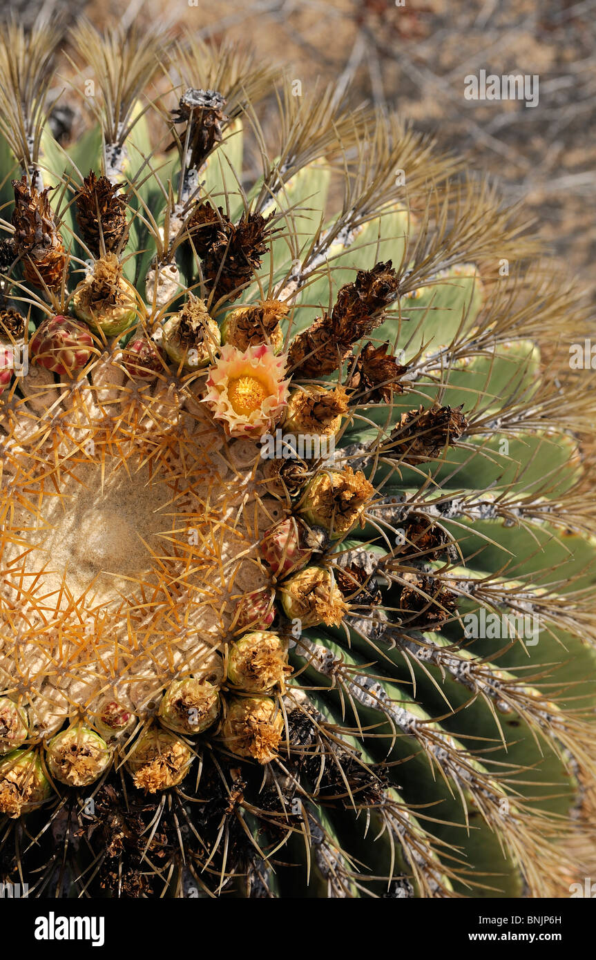 Cactus close-up Isla Cerralvo La Ventana Bay Sea of Cortez El Sargento ...