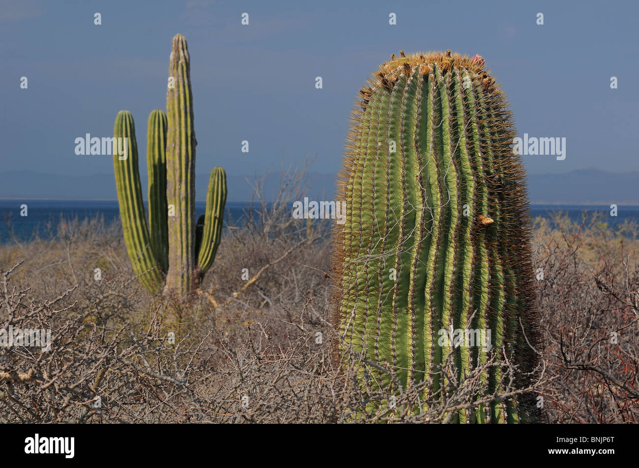 Isla Cerralvo landscape cactus cactuses La Ventana Bay Sea of Cortez El ...