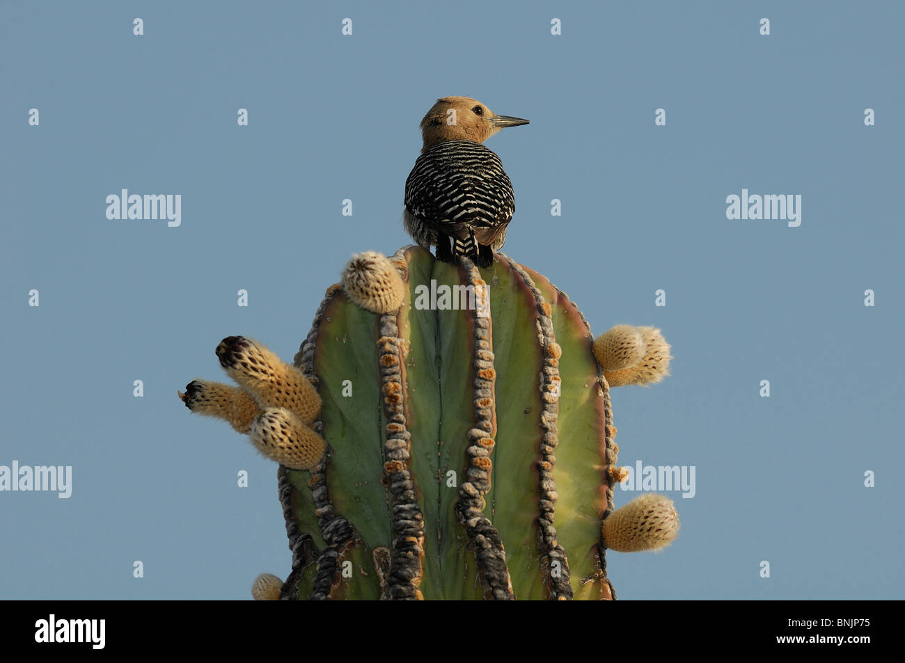 Flicker Colaptes auratus Pachycereus pringlei Cardon cactus bird ...