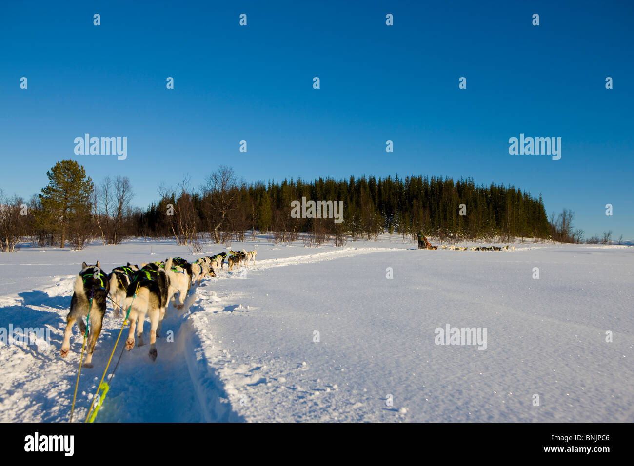 Sledge dogs Sled Norway Scandinavia snow winter dog sledding team pair ...