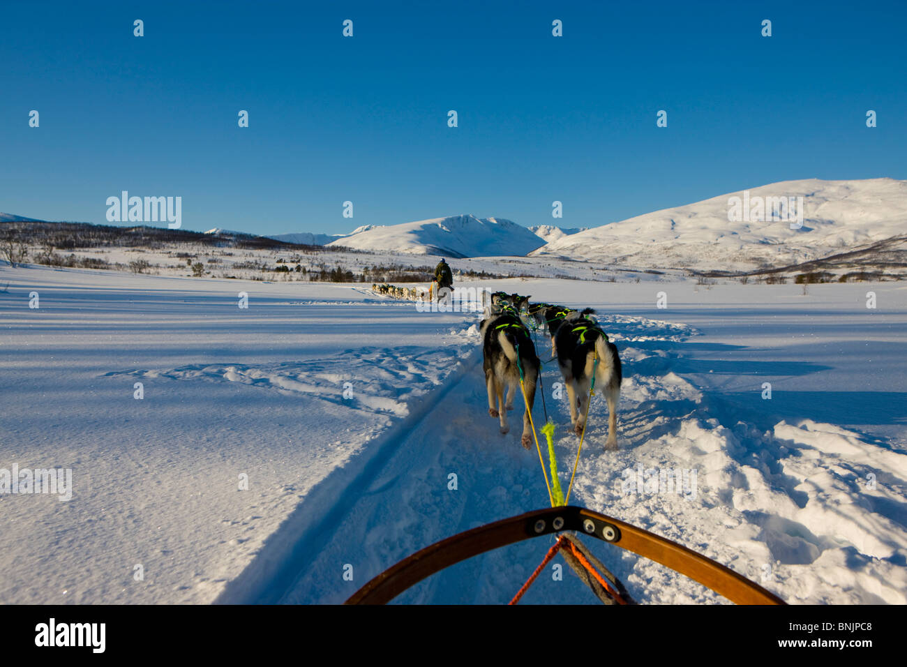 Sledge dogs Sled Norway Scandinavia snow winter dog sledding team pair ...