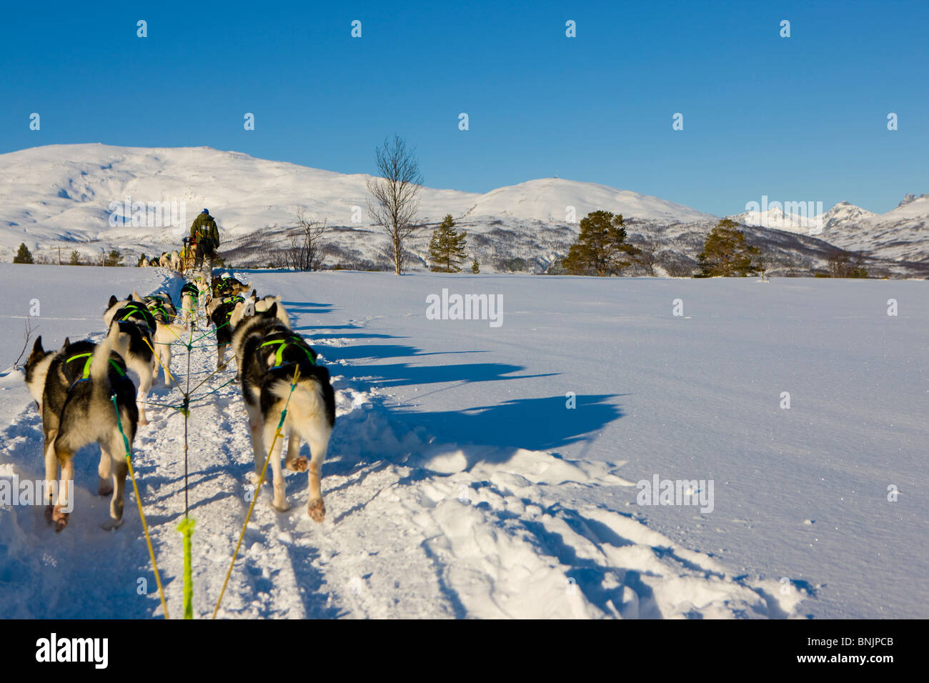 Sledge dogs Sled Norway Scandinavia snow winter dog sledding team pair ...