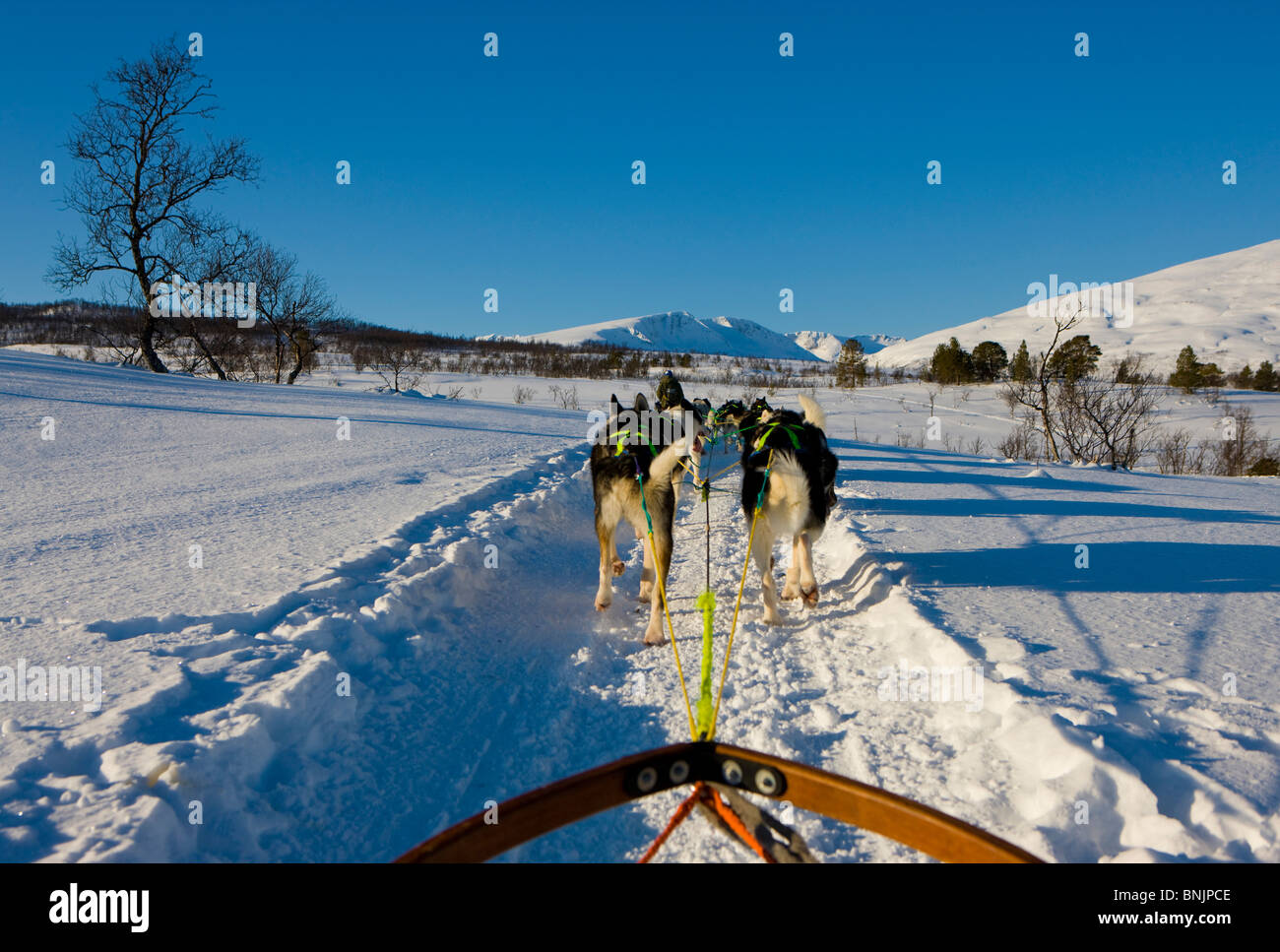Sledge dogs Sled Norway Scandinavia snow winter dog sledding team pair ...