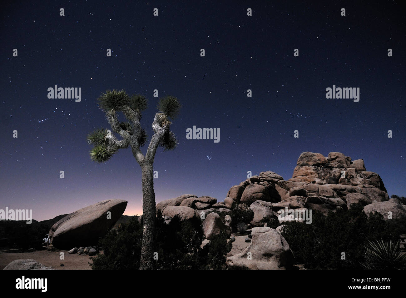 Joshua trees rocks after sunset night stars shining Joshua Tree ...
