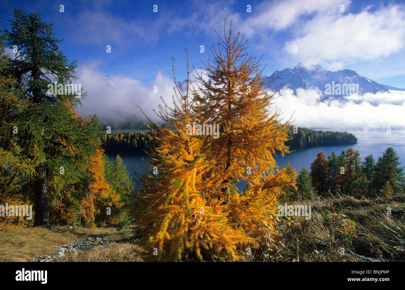 Lake Sils Switzerland Canton of Grisons Graubünden Grisons Engadin lake ...