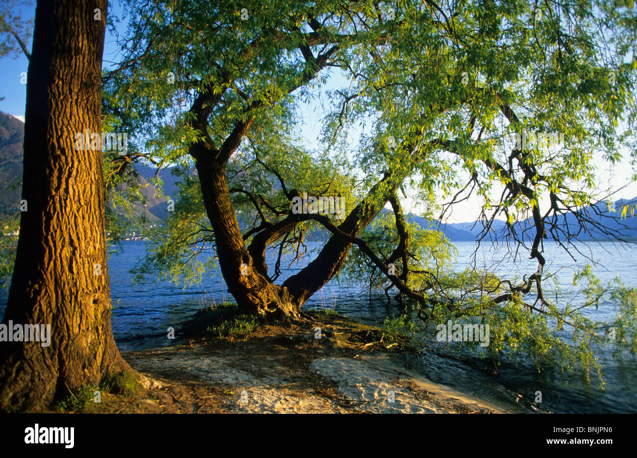 Tenero Switzerland Canton of Ticino Lago Maggiore lake lake shore ...