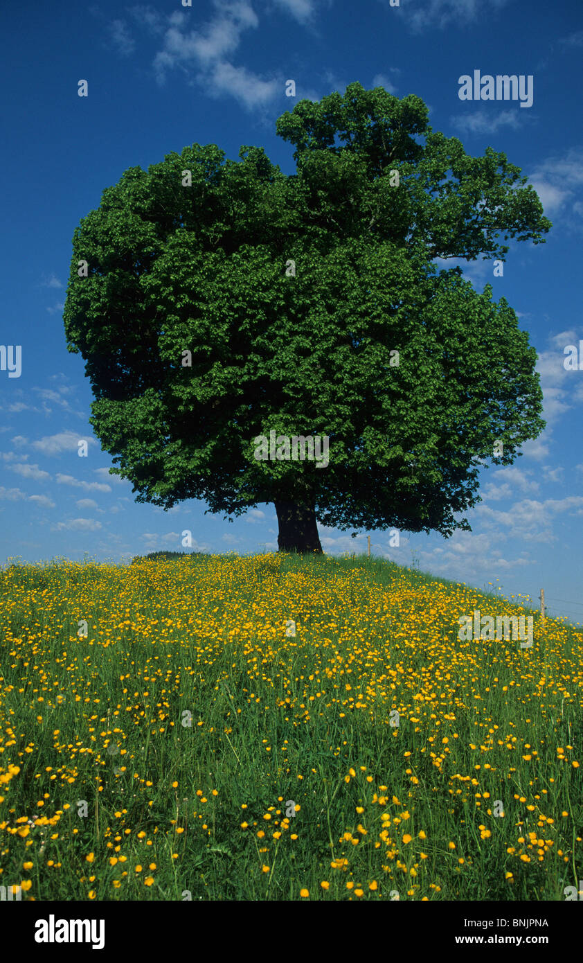 Teufen Switzerland Canton of Appenzell Ausserrhoden single tree tree ...
