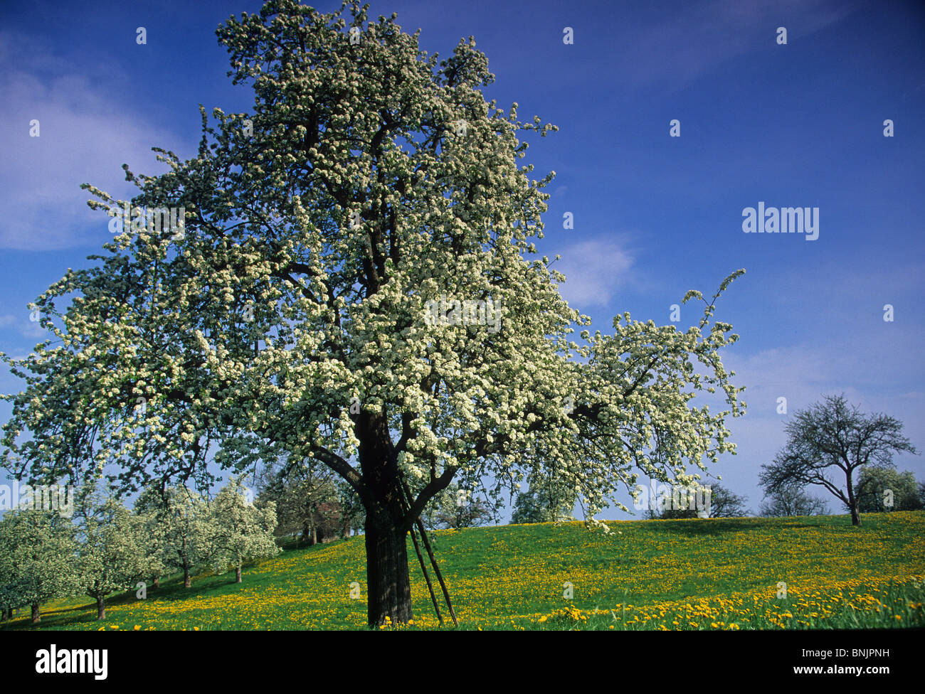 Untereggen Switzerland Canton of St. Gallen pear tree blossom ...