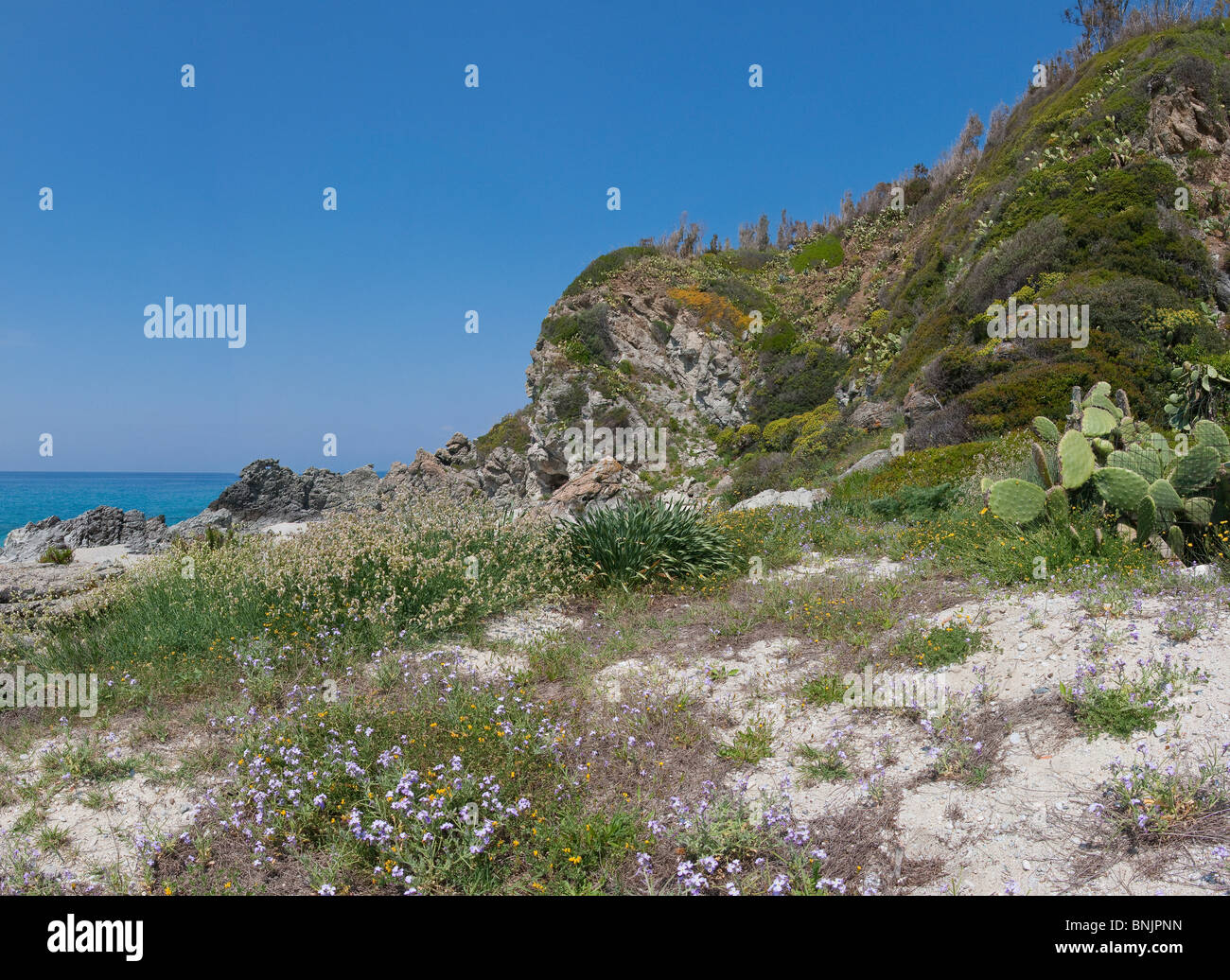 Marina di Zambrone Calabria Mediterranean Italy cacti coast vegetation ...